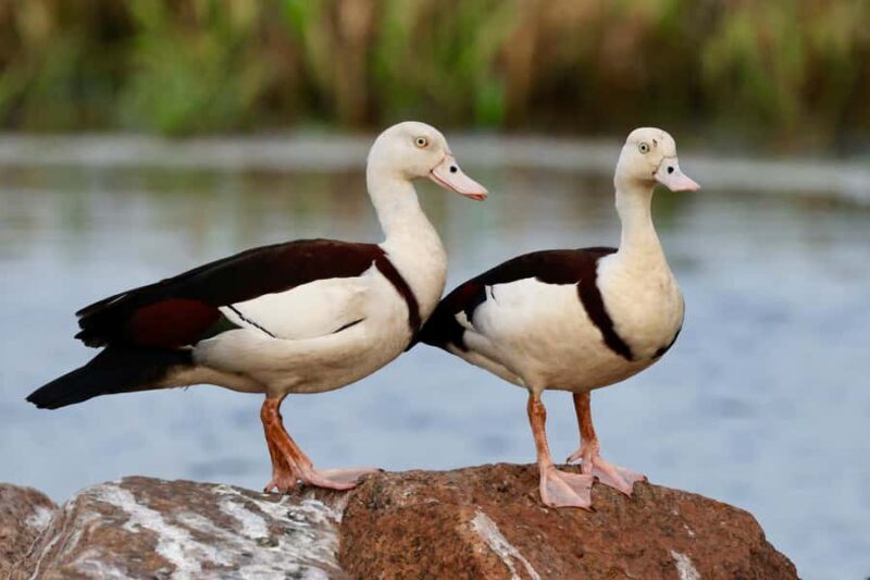 LookAbout Darwin Wetlands Wildlife Premium Tour Max 6 Guests - FAQ