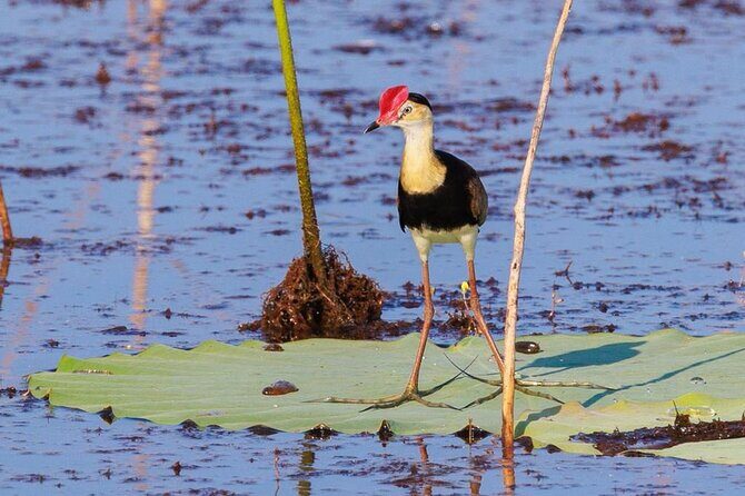 LookAbout Darwin, Wetlands & Wildlife Premium Tour - Max 6 Guests - An In-Depth Look at the Experience