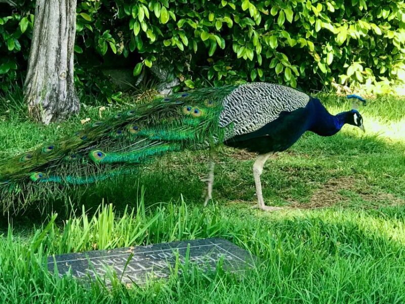 Los Angeles: Hollywood Sign Electric Bike Tour - FAQ