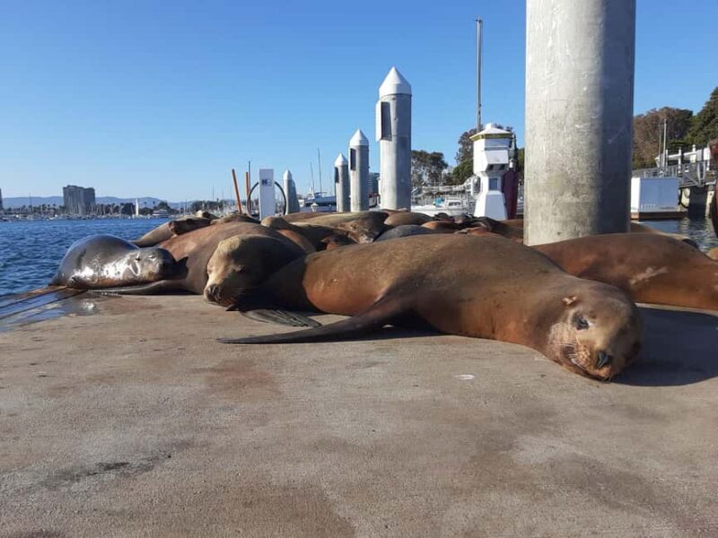 Los Angeles: Sunset Sailing - An In-Depth Look at the Sunset Sailing Experience