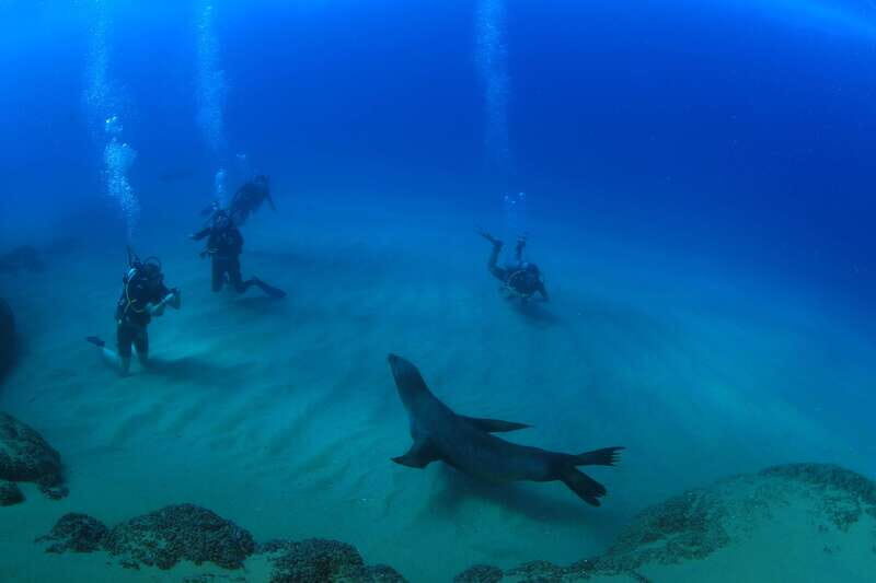 Los Cabos 3-Hour Certified Scuba Diving Tour - Marine Life Encounters