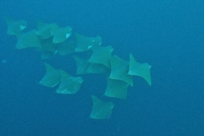 Los Cabos Beginner Scuba Dive Experience - Who Would Love This Tour?