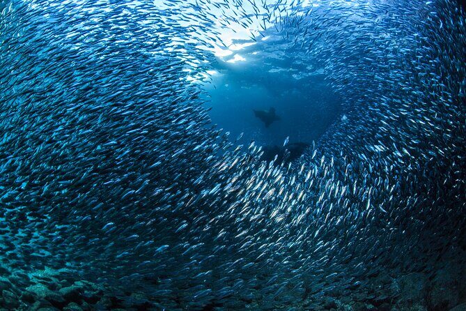 Los Cabos Beginner Scuba Dive Experience - Practical Tips for Your Dive