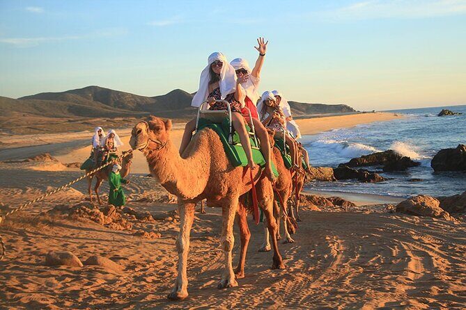 Los Cabos Camel Ride Adventure On The Beach - A Complete Breakdown of the Experience