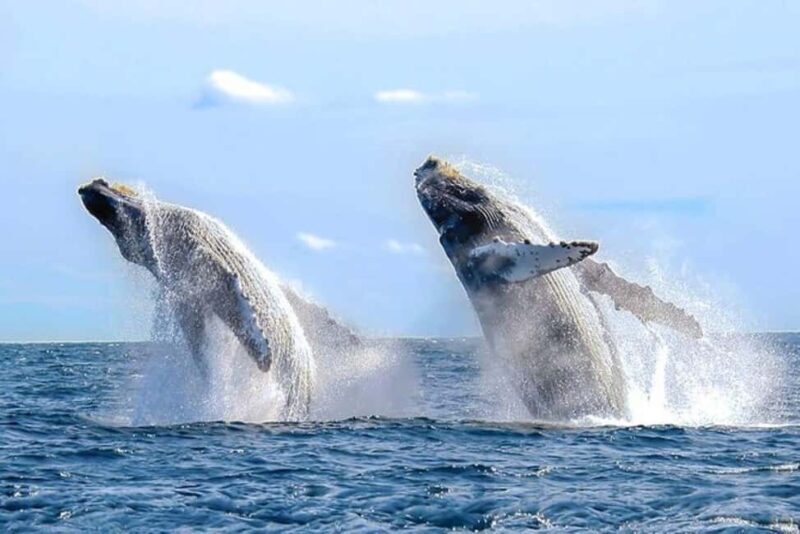 Los Cabos: Catamaran Whale Watching Cruise - Why This Tour Offers Great Value