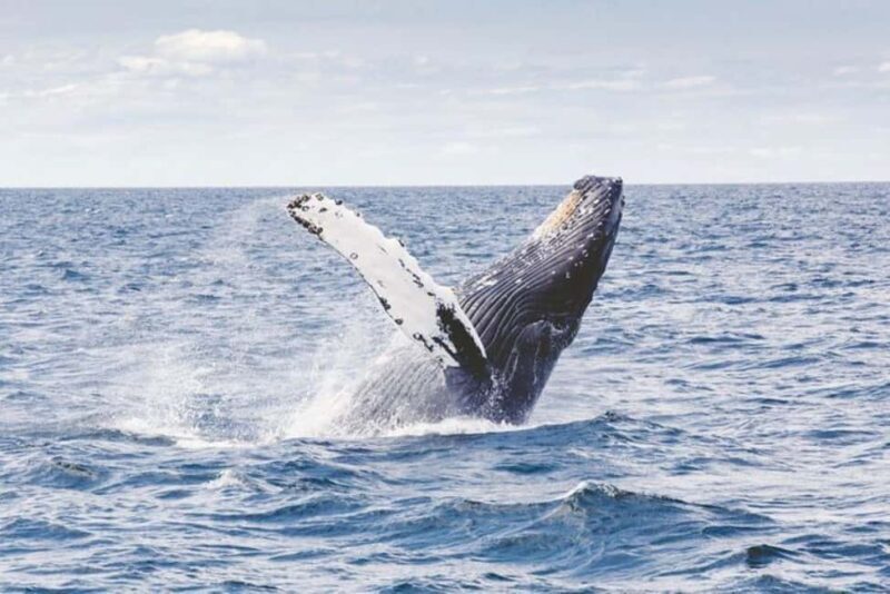 Los Cabos: Catamaran Whale Watching Cruise - Who Should Consider This Tour?