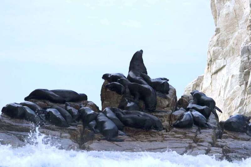 Los Cabos: City Tour with Cruise, Snorkeling, and Tastings - A Deep Dive into the Experience