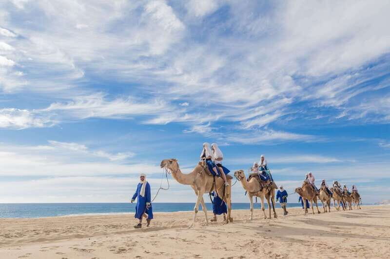 Los Cabos: Desert & Sea Camel Safari Tour with Lunch - Key Points