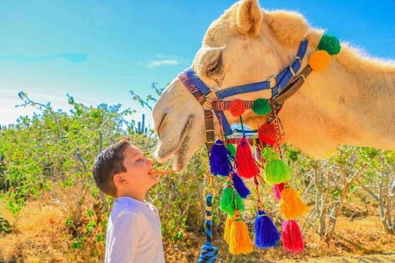 Los Cabos: Desert & Sea Camel Safari Tour with Lunch - FAQ