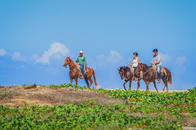 Los Cabos Horseback Riding - Considerations and Possible Drawbacks