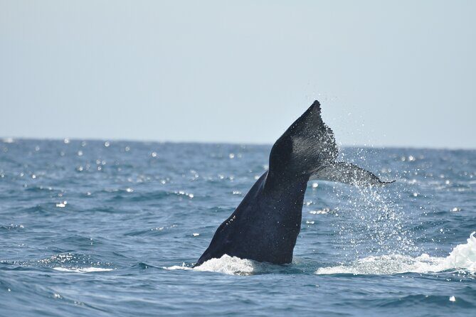 Los Cabos Humpback Whale: 10-Hour Tour 3 Hours of Whale Watching - Key Points