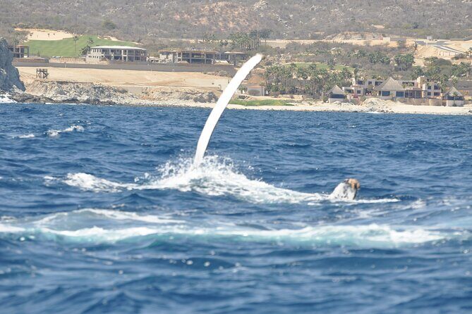 Los Cabos Humpback Whale: 10-Hour Tour 3 Hours of Whale Watching - The Sum Up