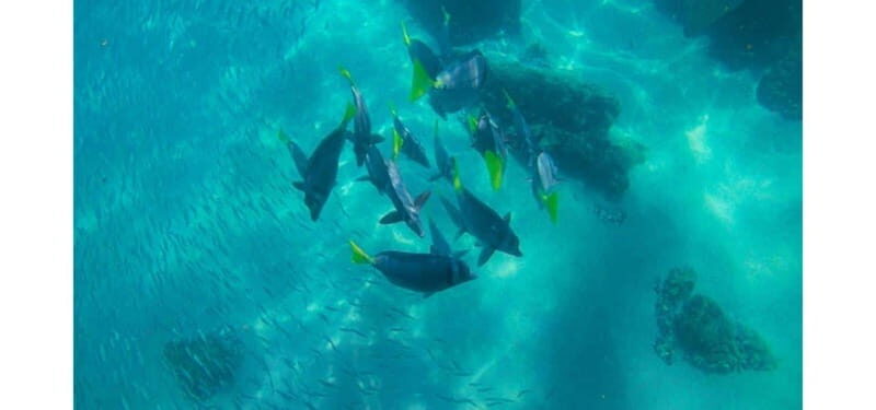 Los Cabos: Land's End Kayak and Snorkel Tour - FAQs