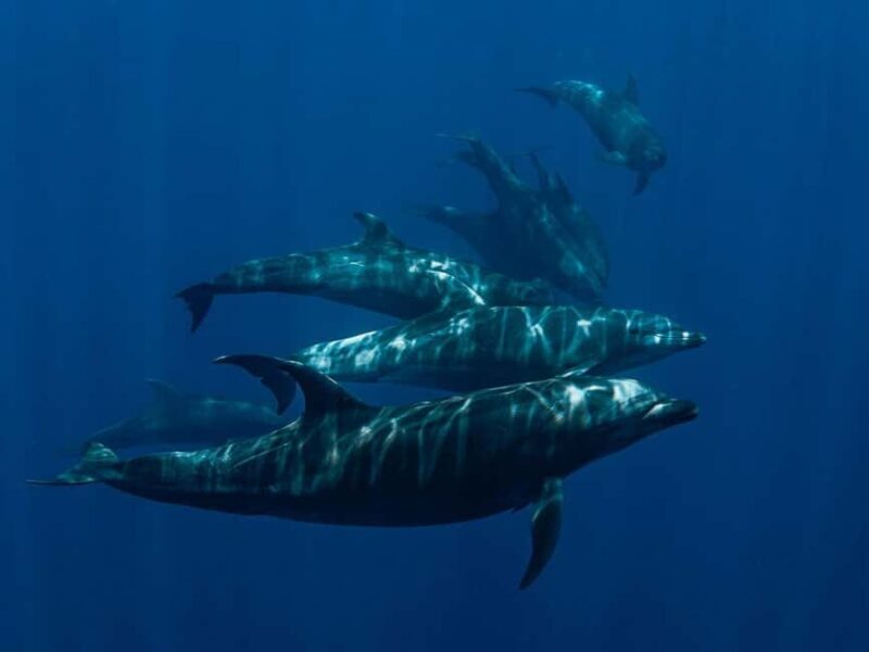 Los Cabos: Ocean Safari Snorkeling and Freediving Tour - What to Expect from the Los Cabos Ocean Safari