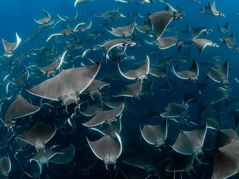 Los Cabos: Ocean Safari Snorkeling and Freediving Tour - Pricing & Value