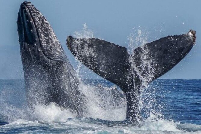 Los Cabos Private Yacht Whale Watching Tour, Snorkel and Drinks - Why This Tour Is a Fantastic Choice