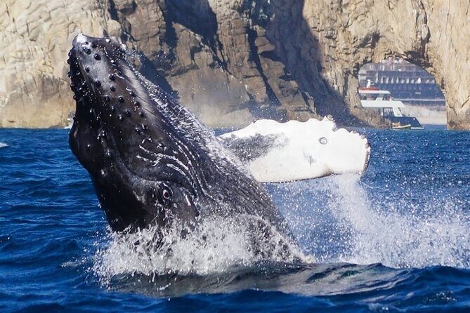 Los Cabos Private Yacht Whale Watching Tour, Snorkel and Drinks - FAQ