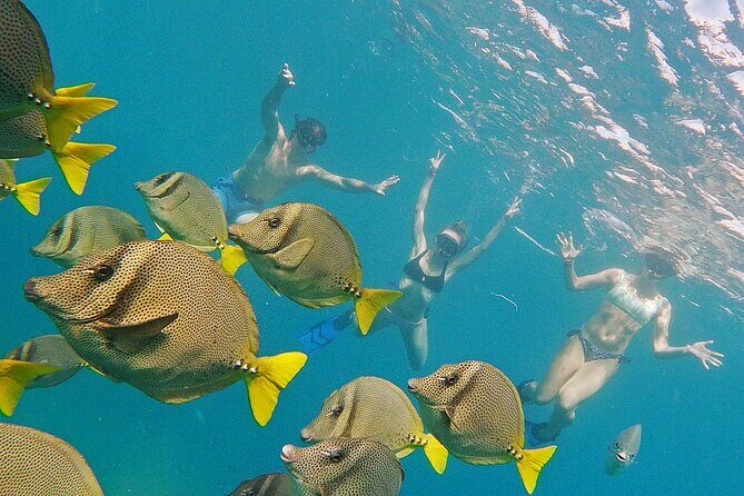 Los Cabos Snorkeling Tour by Speed Boat with Photos Included - Authentic Experiences and Traveler Insights