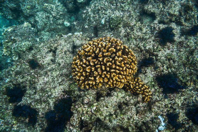 Los Cabos Snorkeling Tour to Chileno Bay and Santa Maria Cove - Authentic Experiences from Reviews