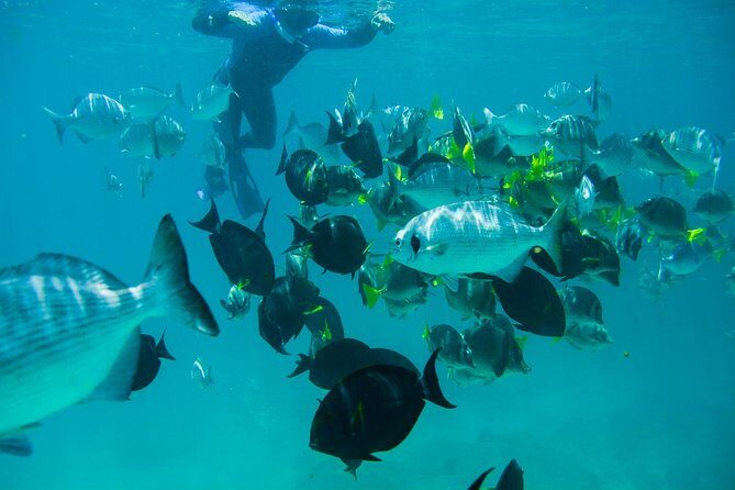 Los Cabos Snorkeling Tour to Chileno Bay and Santa Maria Cove - Who Should Book This Tour?
