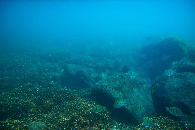 Los Cabos Snorkeling Tour to Chileno Bay and Santa Maria Cove - The Sum Up