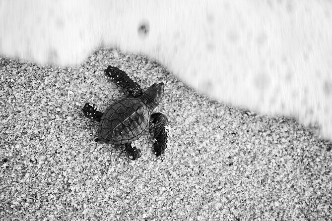 Los Cabos turtle release conservation program - Key Points
