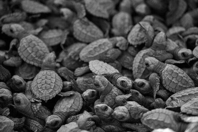 Los Cabos turtle release conservation program - Who Will Love This Tour?