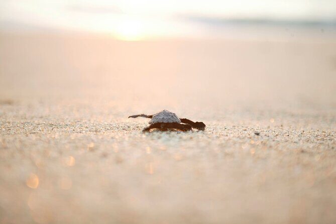 Los Cabos Turtle Release Eco-Experience - The Sum Up: Is It Worth It?
