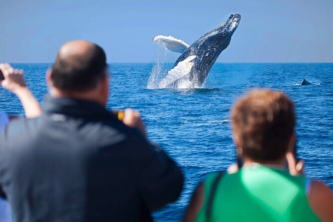 Los Cabos Whale Watching Adventure with Snacks and Drinks - Key Points