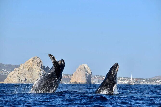 Los Cabos Whale Watching Adventure with Snacks and Drinks - Who Will Love This Tour?