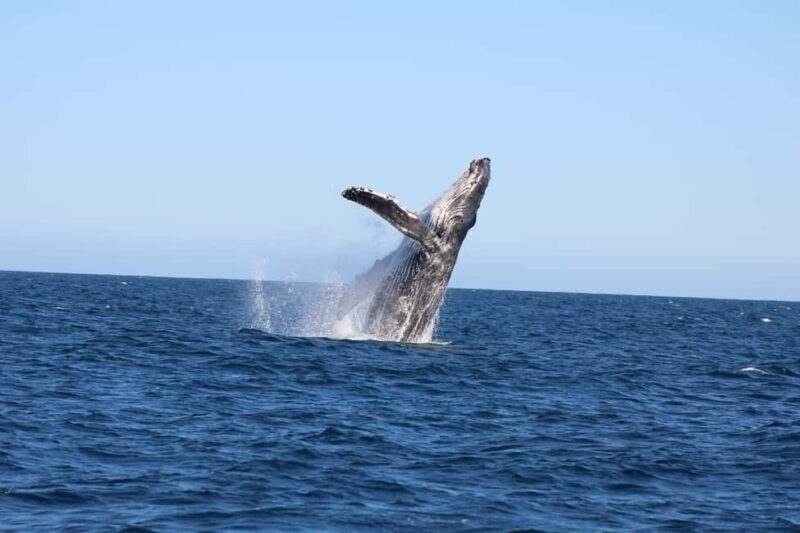Los Cabos: Whale Watching and Safari - The Highlights of the Tour