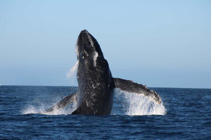 Los Cabos: Whale Watching and Safari - The Guide Experience