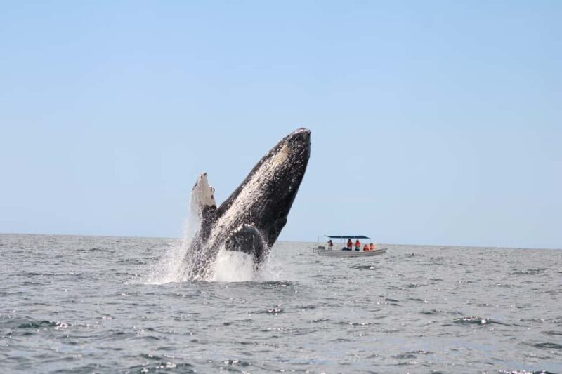 Los Cabos: Whale Watching and Safari - FAQ