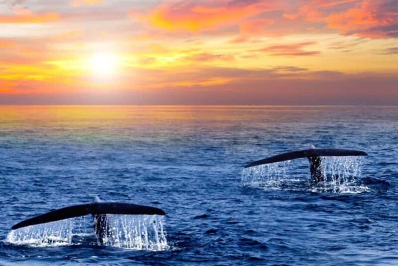 Los Cabos: Whale Watching and Sunset Catamaran Cruise - An In-Depth Look at the Experience