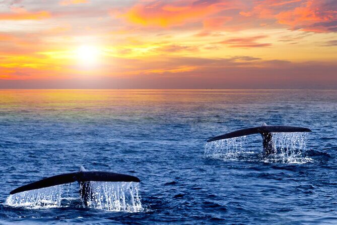 Los Cabos Whale Watching and Sunset Tour - Detailed Review of the Los Cabos Whale Watching and Sunset Tour