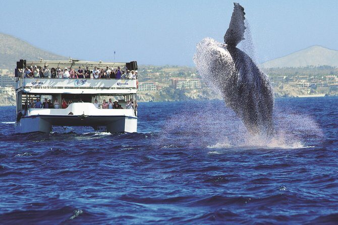 Los Cabos Whale Watching Cruise Including Breakfast - The Sum Up: Who Will Love This Tour?
