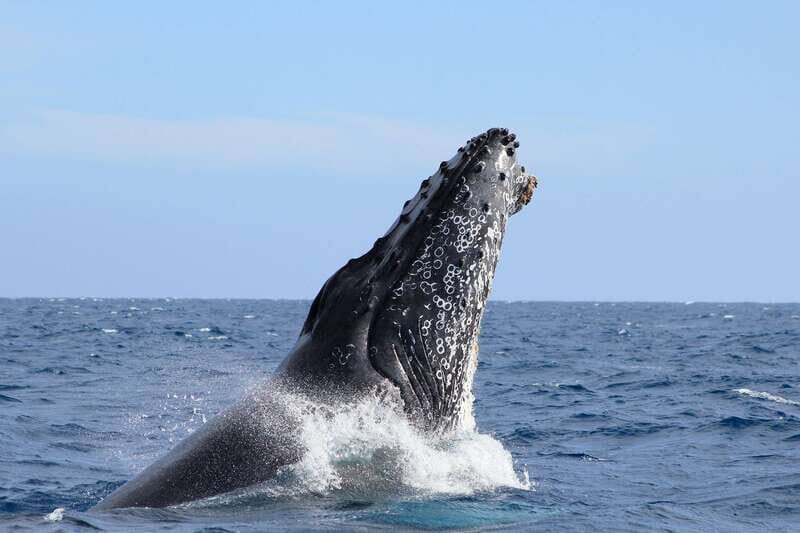 Los Cabos: Whale Watching (Transport and Pictures Included) - Key Points