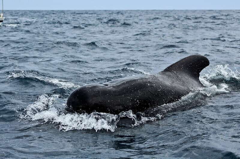 Los Cabos: Whale Watching (Transport and Pictures Included) - The Experience & What You’ll Love