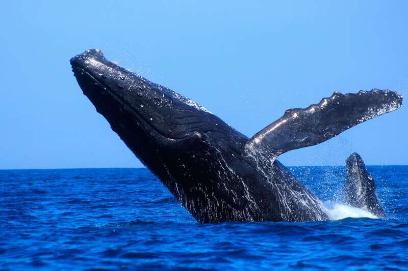 Los Cabos: Whale Watching (Transport and Pictures Included) - Value & Pricing