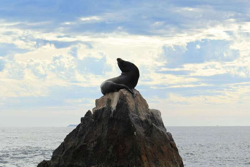 Los Cabos: Whale Watching (Transport and Pictures Included) - FAQ
