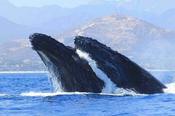 Los Cabos Whale Watching (Transportation and Pictures Included) - Why This Tour Works for Different Travelers