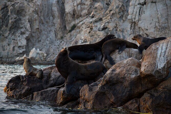 Los Cabos Whale Watching (Transportation and Pictures Included) - The Sum Up