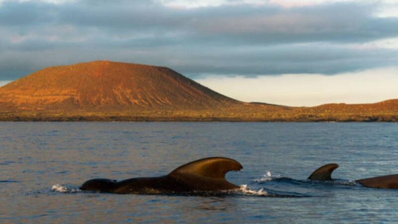 Los Cristianos: Eco Yacht Whale Watching Tour at Sunset - Practical Tips for Travelers