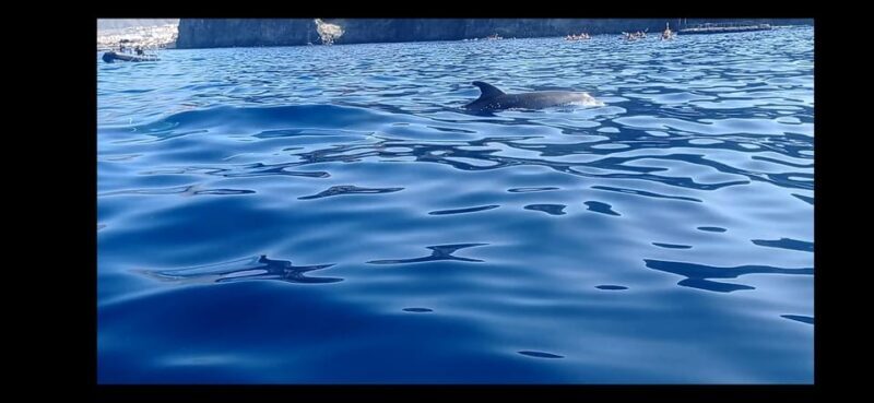 Los Cristianos: Kayak & Snorkel Tour with turtles and photos included - An In-Depth Look at the Tour Experience