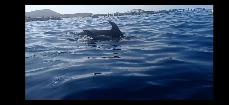 Los Cristianos: Kayak & Snorkel Tour with turtles and photos included - Authentic Experiences Highlighted by Travelers