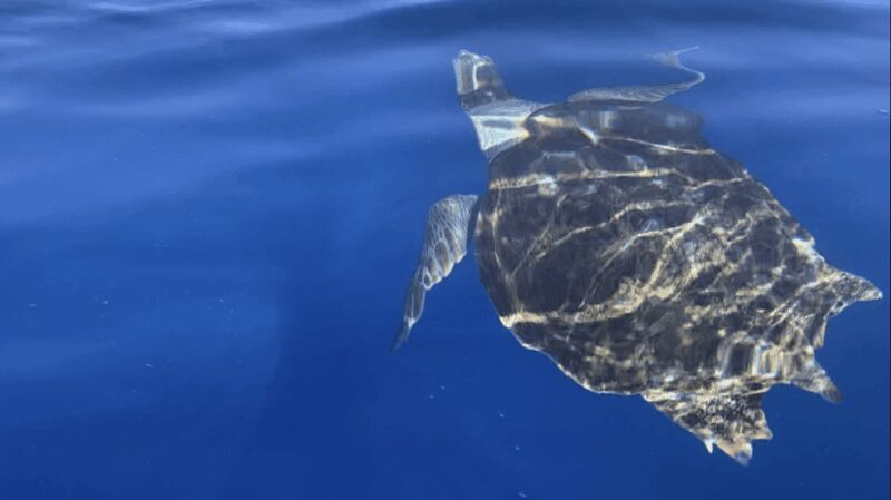 Los Cristianos: Kayak & Snorkel Tour with turtles and photos included - FAQ