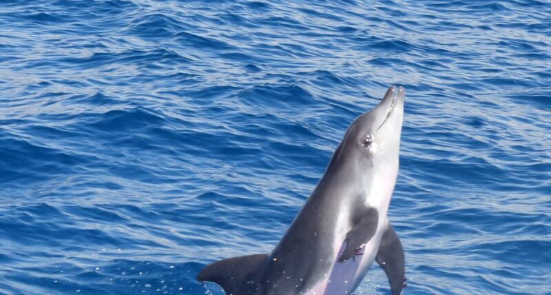 Los Cristianos Respectful No-Chase Whale and Dolphin Safari - The Sum Up