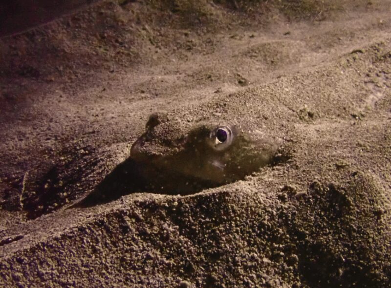 Los Cristianos: Try Dive for beginners - Breaking Down the Itinerary