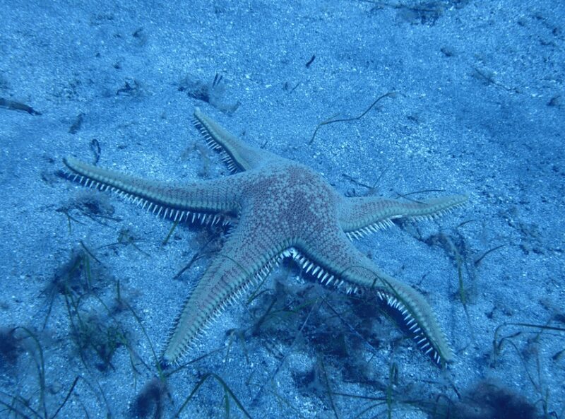 Los Cristianos: Try Dive for beginners - The Value of This Experience