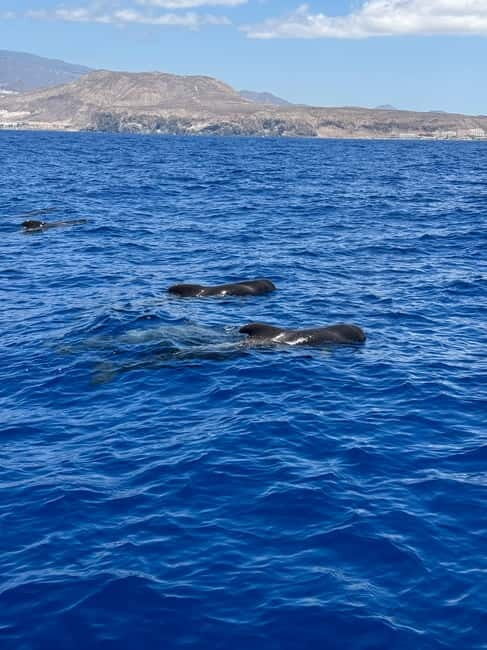 Los Cristianos: Viking Cruise Whales & Dolphins Watching - Final Thoughts
